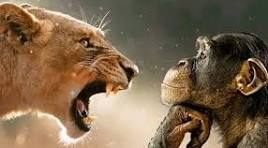 Rage Bait Monkey Meme, Explained – WAHUP